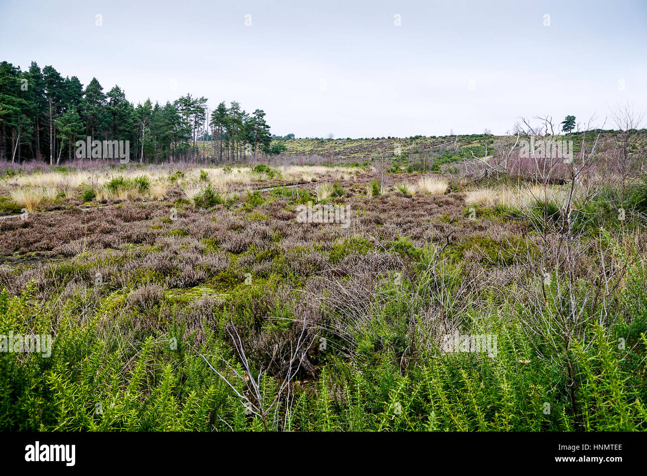 Frensham common hi-res stock photography and images - Alamy