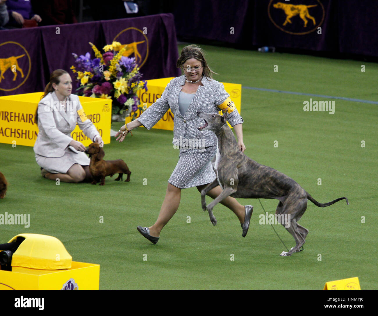New York, United States. 13th Feb, 2017. A greyhound during competition ...