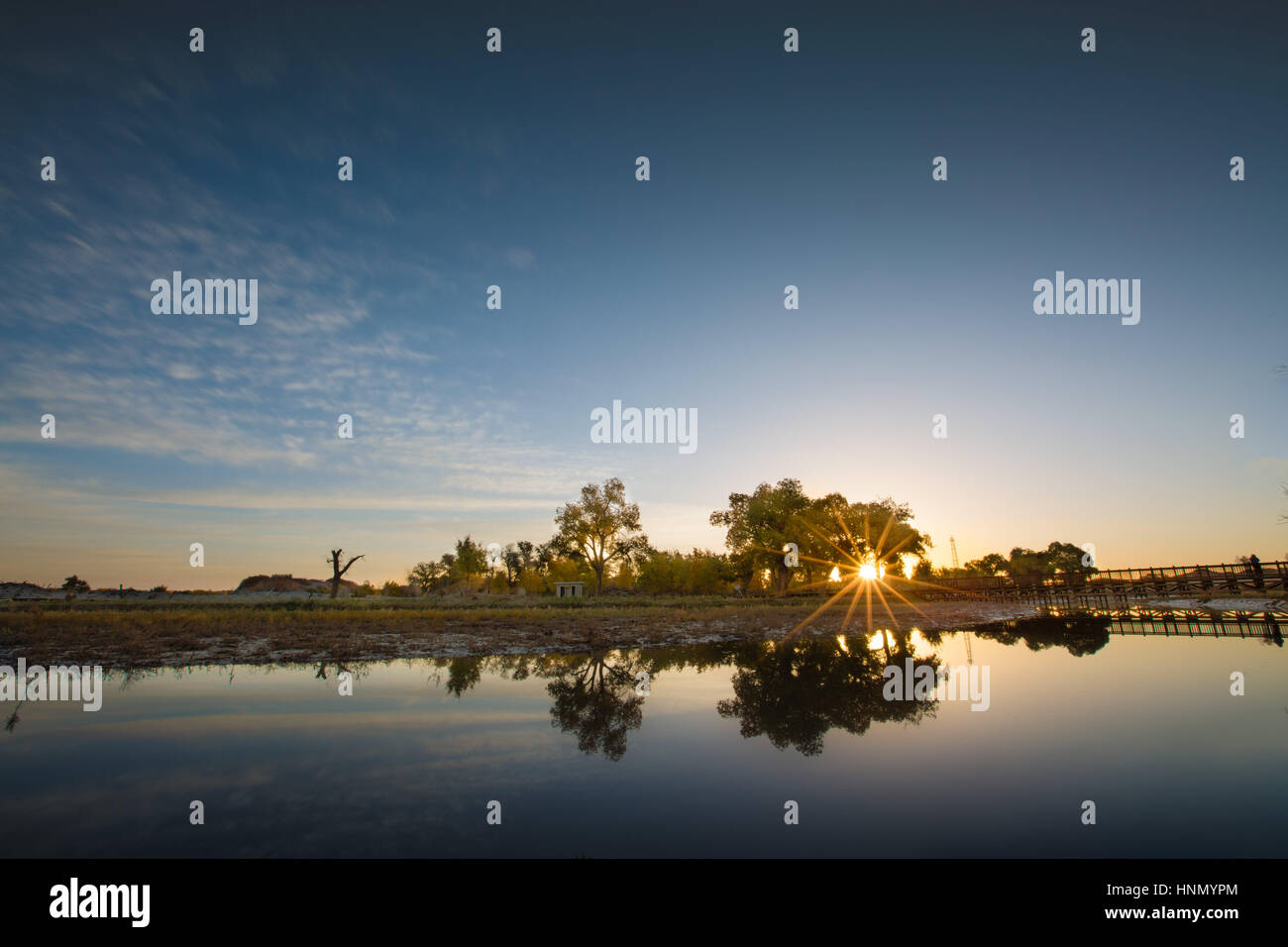 Poplar tree populus euphratica in hi-res stock photography and images ...