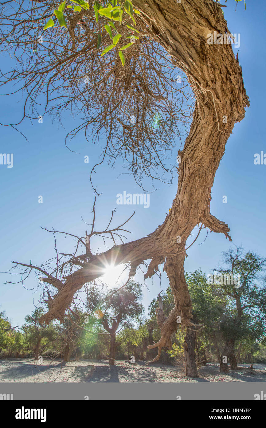 Poplar stems hi-res stock photography and images - Alamy