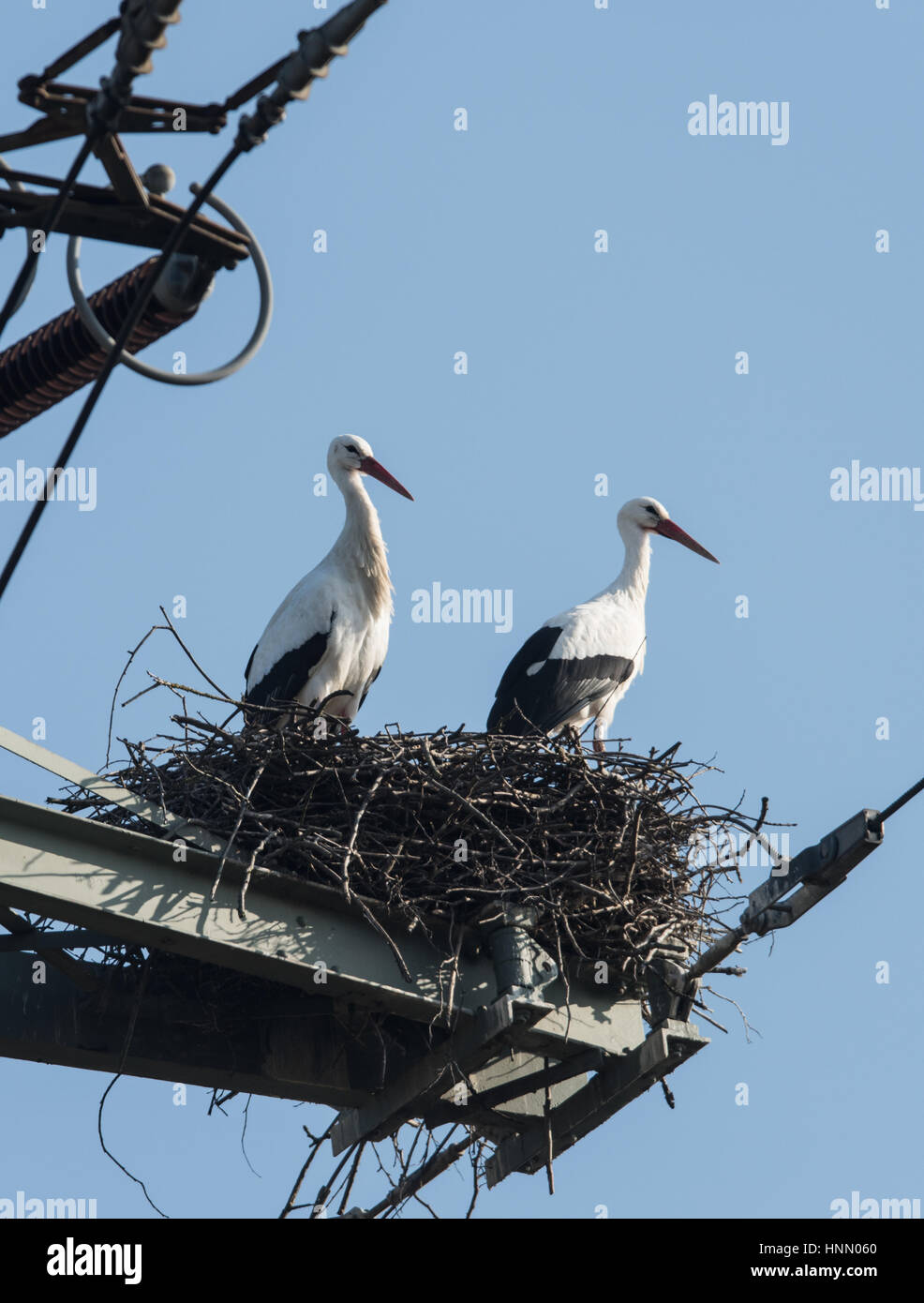 Reute, Germany. 14th Feb, 2017. Storks can be seen nesting on a power ...