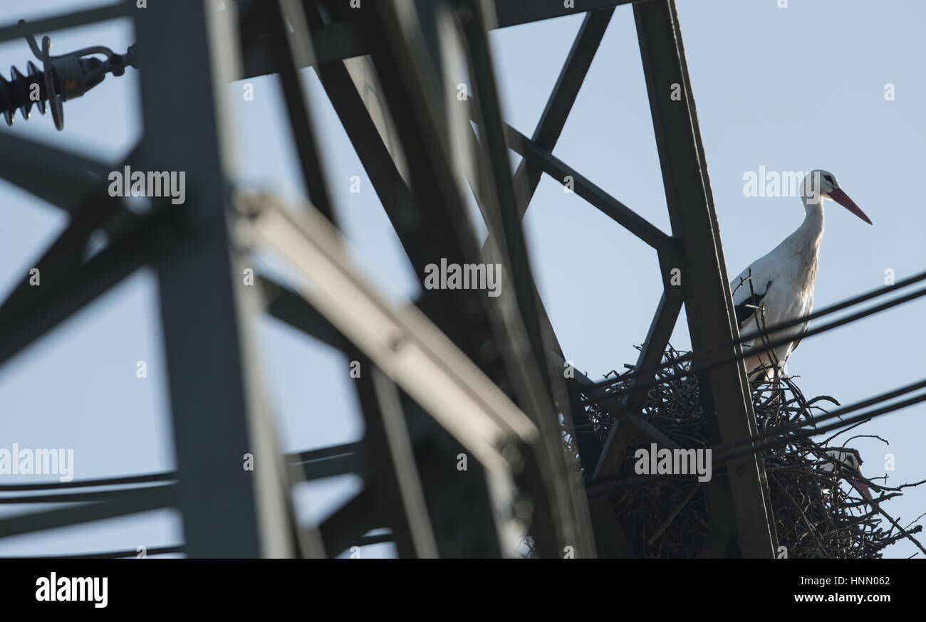 Reute, Germany. 14th Feb, 2017. Storks can be seen nesting on a power ...