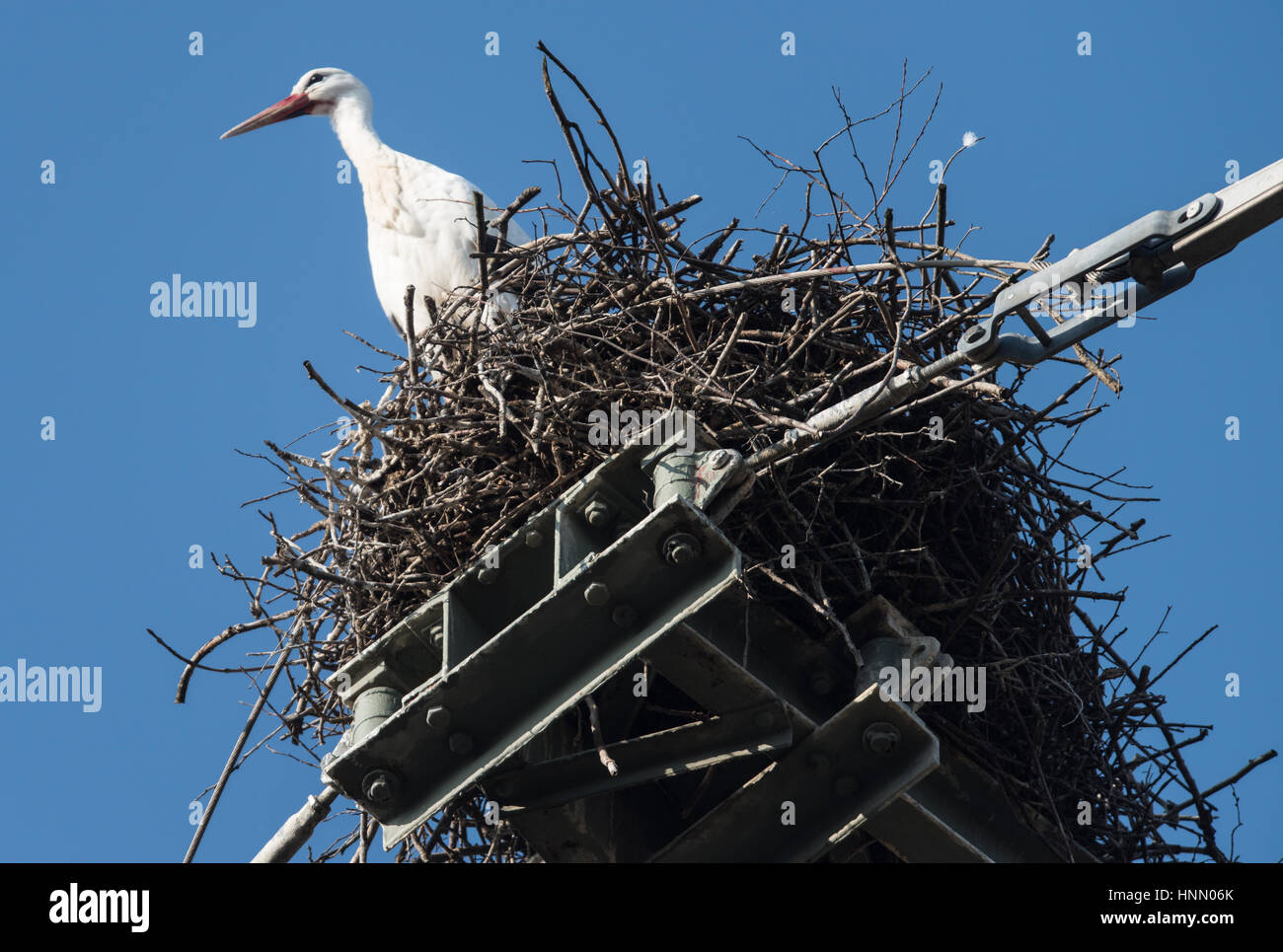 Reute, Germany. 14th Feb, 2017. Storks can be seen nesting on a power ...