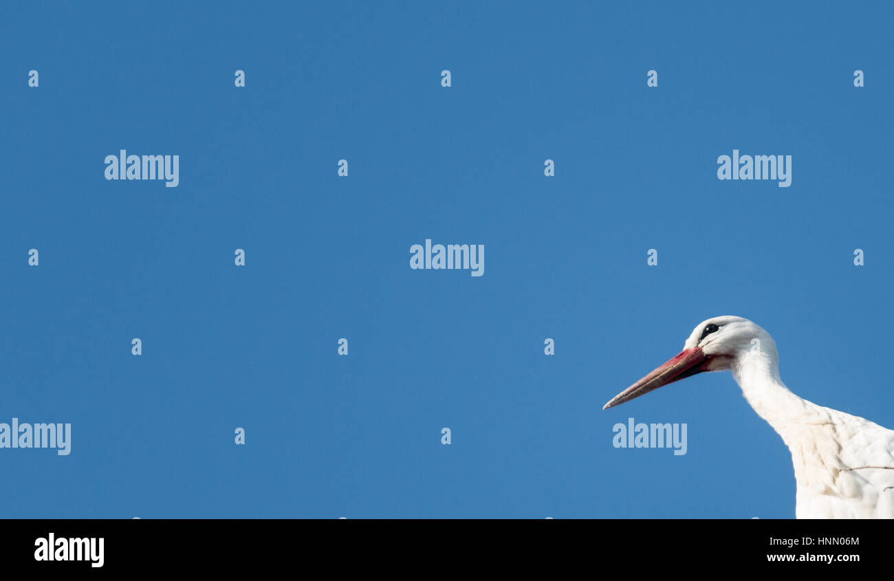 Reute, Germany. 14th Feb, 2017. Storks can be seen nesting on a power ...