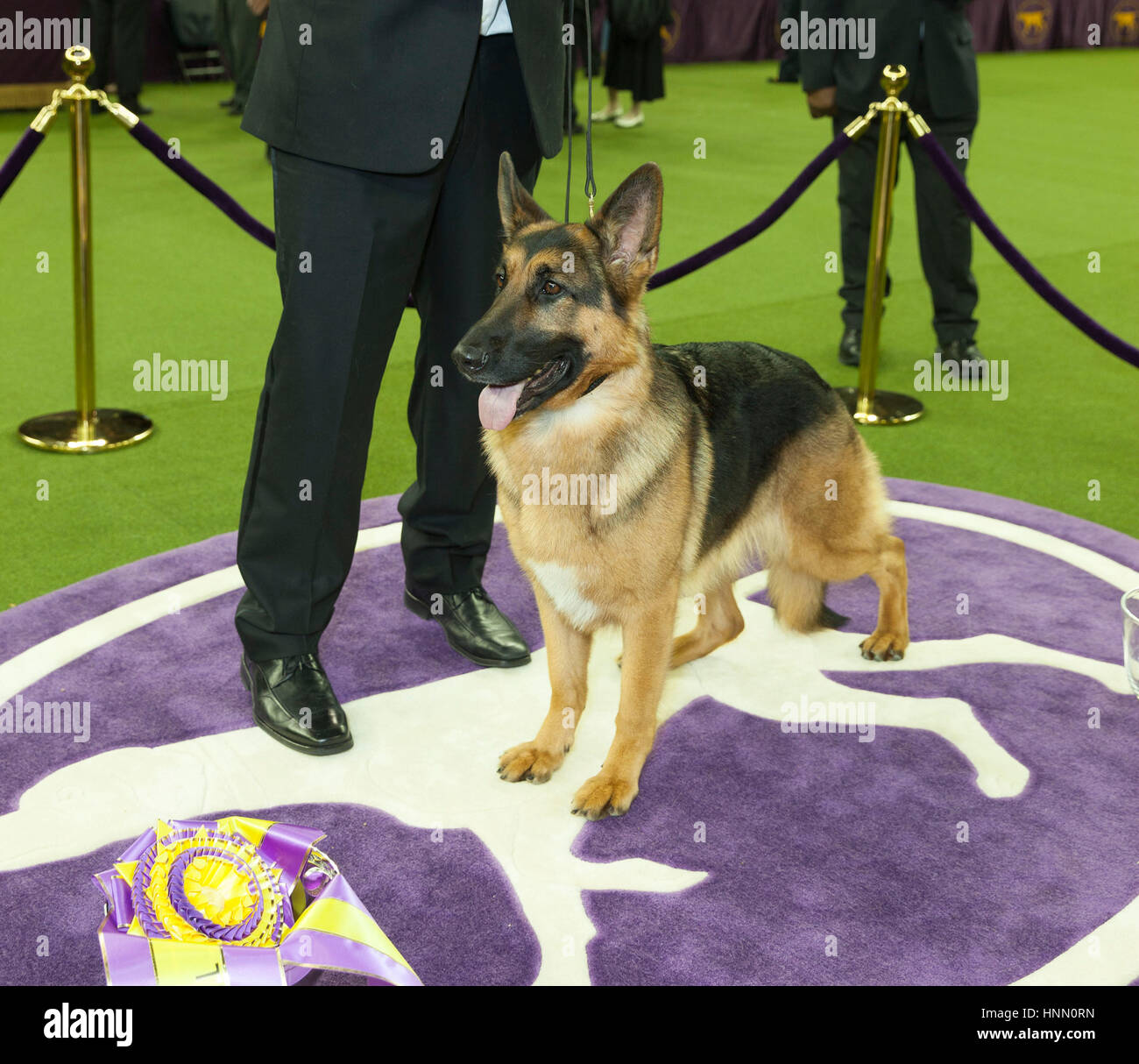 New York, USA. 14th Feb, 2017. Rumor the German Shepherd and handler ...