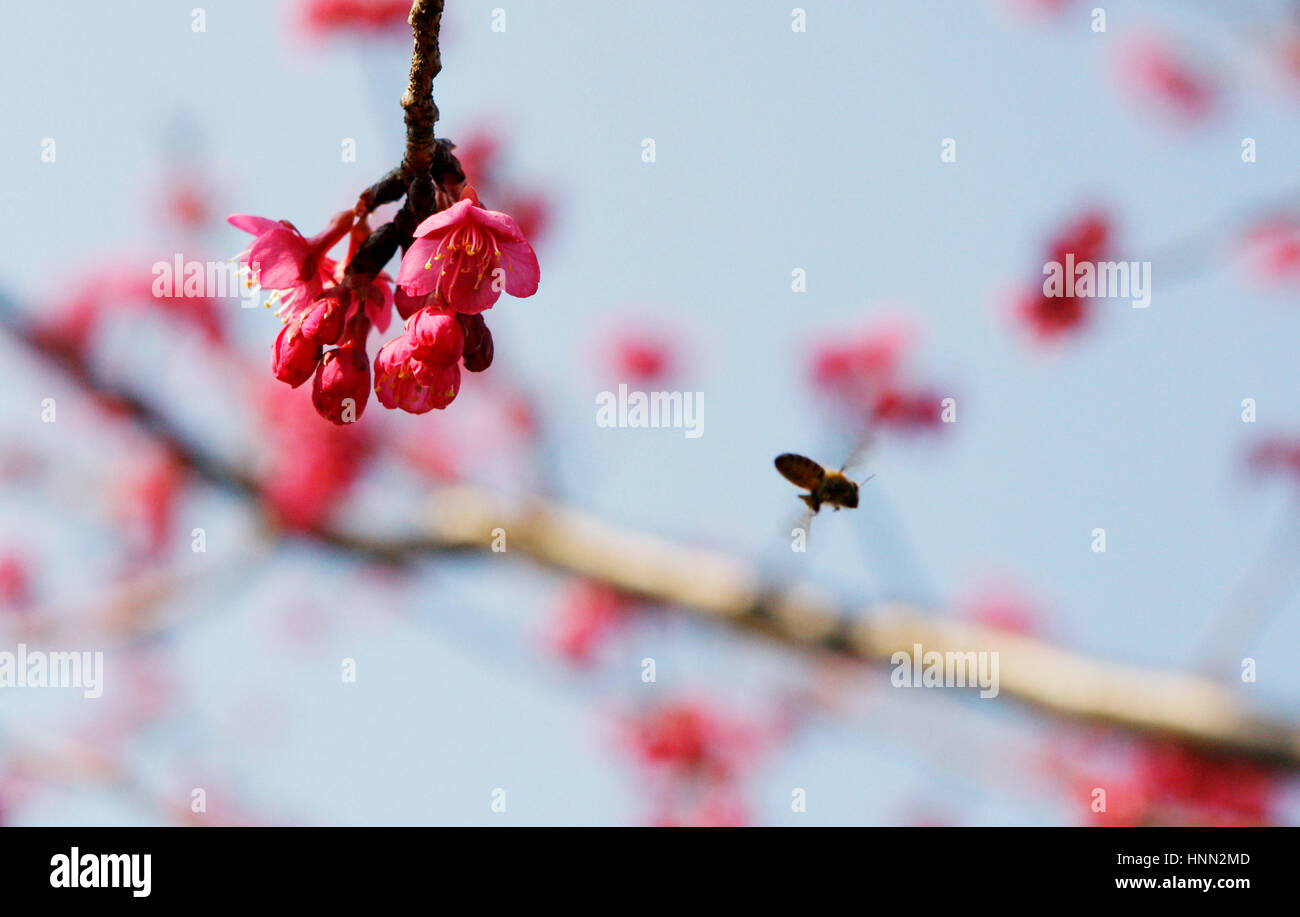 Shanghai, China. 15th Feb, 2017. A bee flies past cherry blossoms at ...