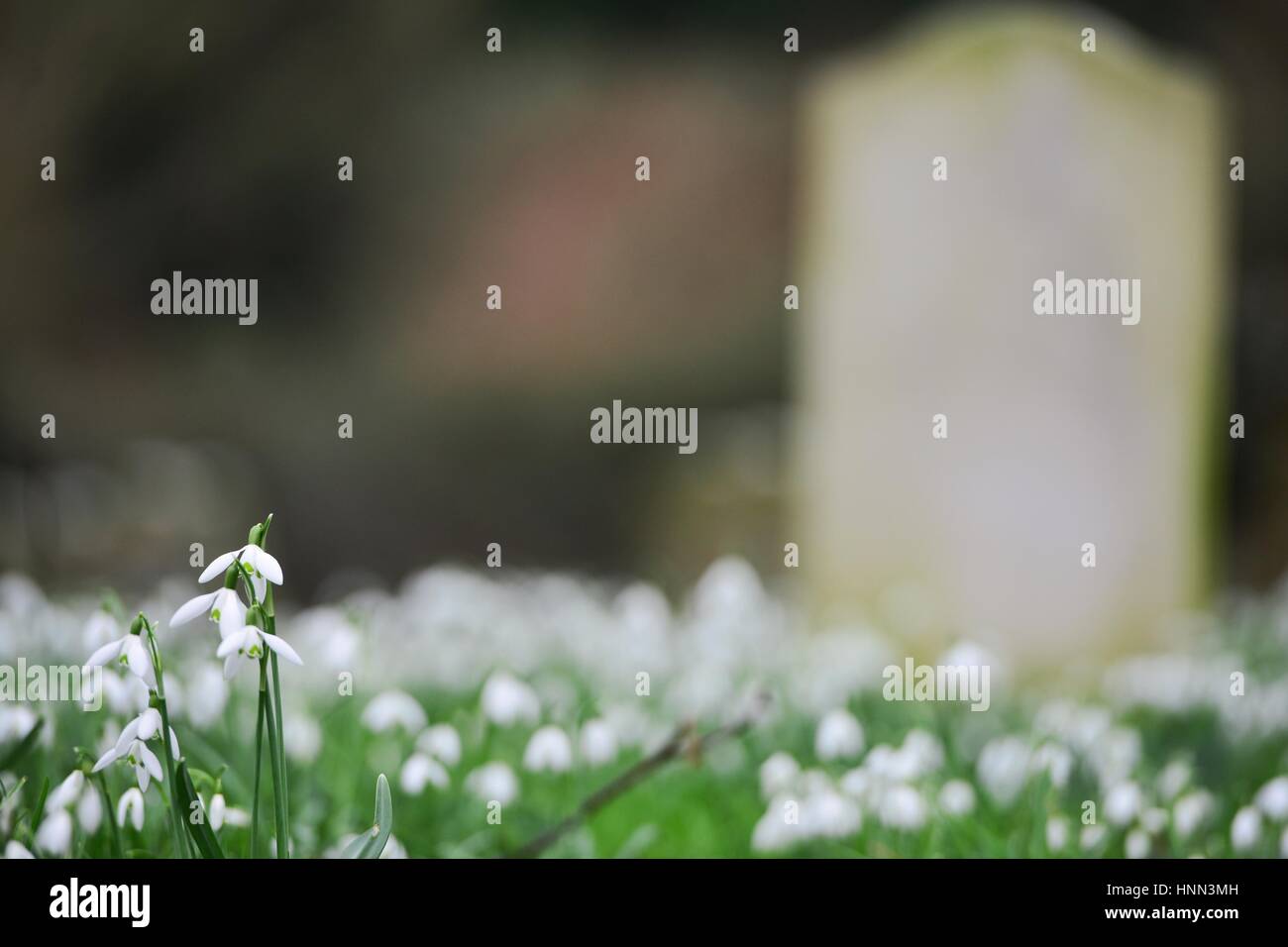 Dull white flowers hi-res stock photography and images - Alamy