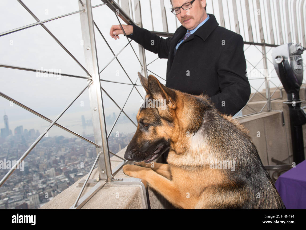 New York, New York, USA. 15th Feb, 2017. 141st Annual Westminster Dog ...