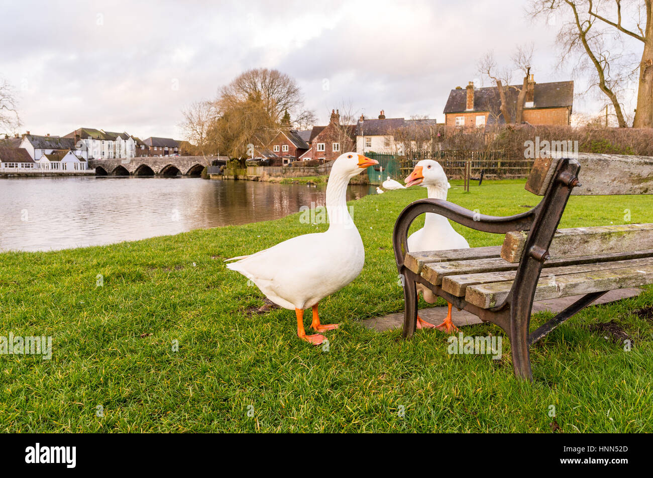Two white geese in the riverside park at Fordingbridge, Hampshire, UK ...