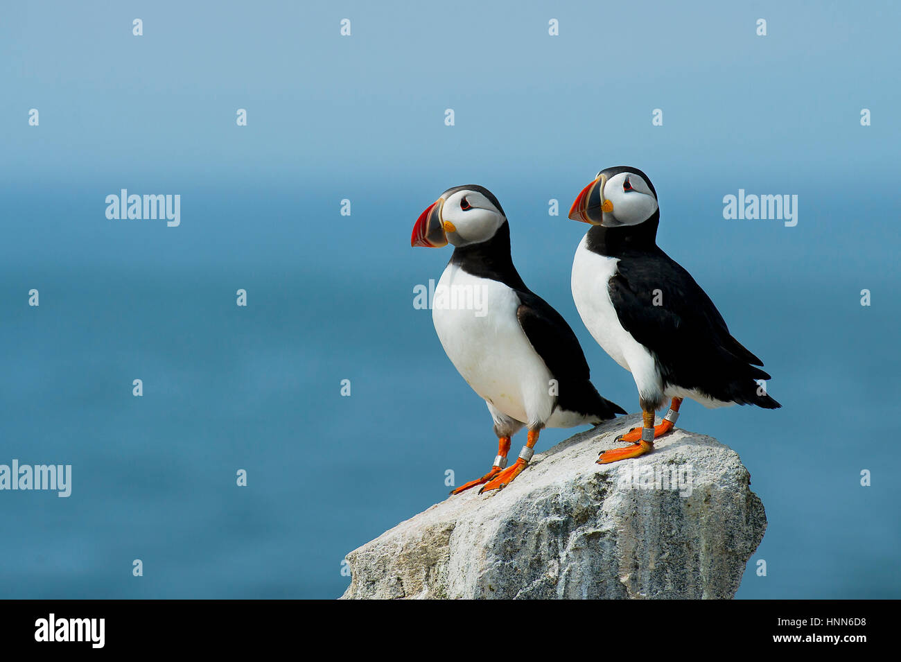 A pair of Atlantic Puffins stand on a rocky outcrop in front of the ...