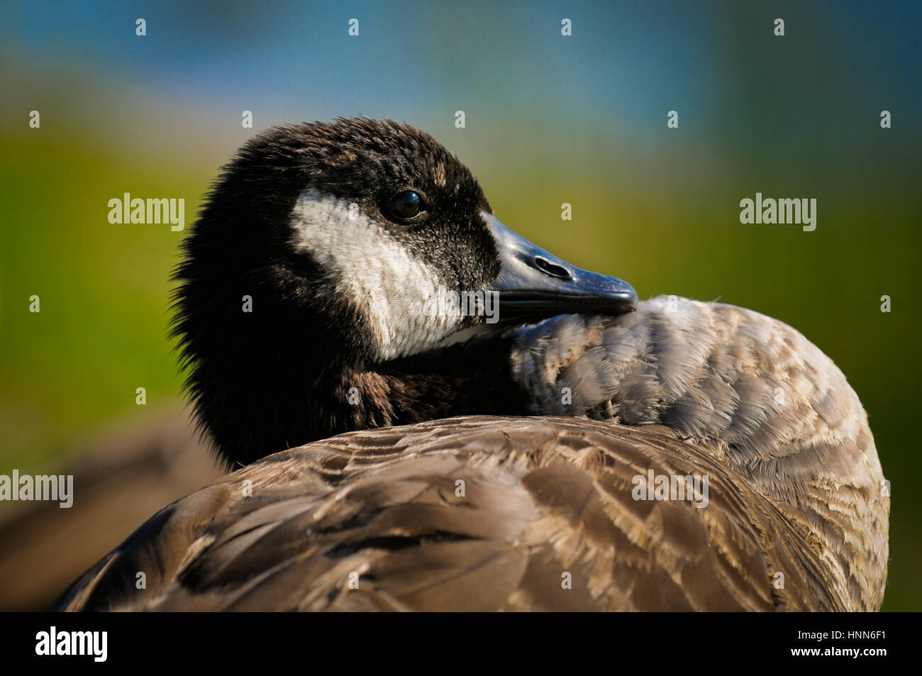A Canada Goose curves its neck into its back on a bright sunny day ...