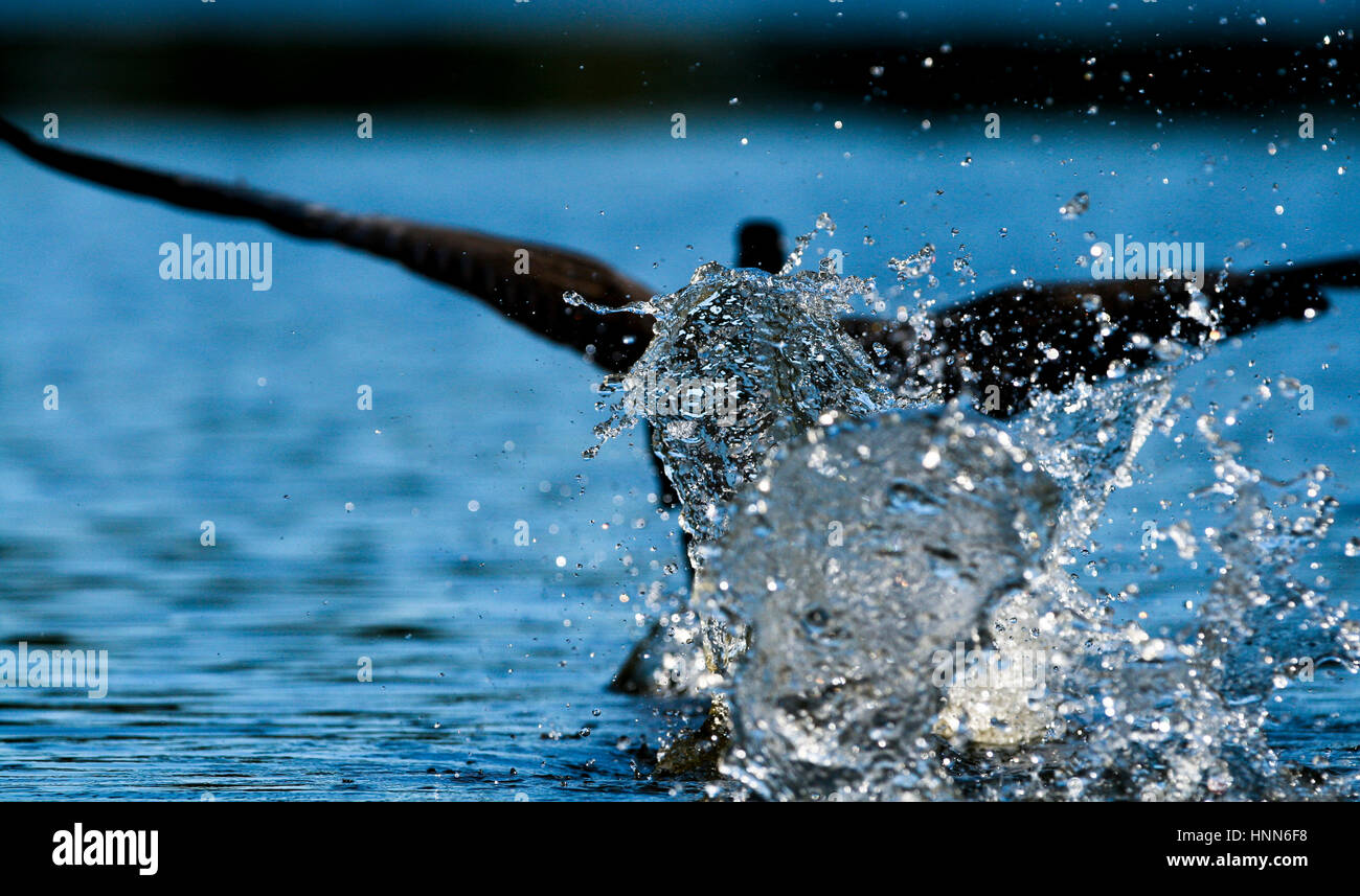 Canada Goose taking off out of the water creating a huge splash that is ...