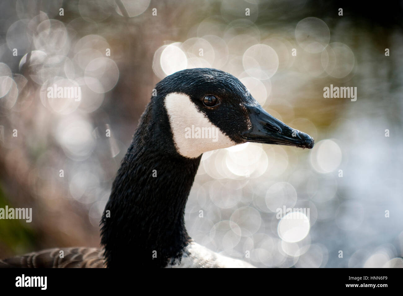 Close Canada Goose portrait in front of a sparkling water background ...