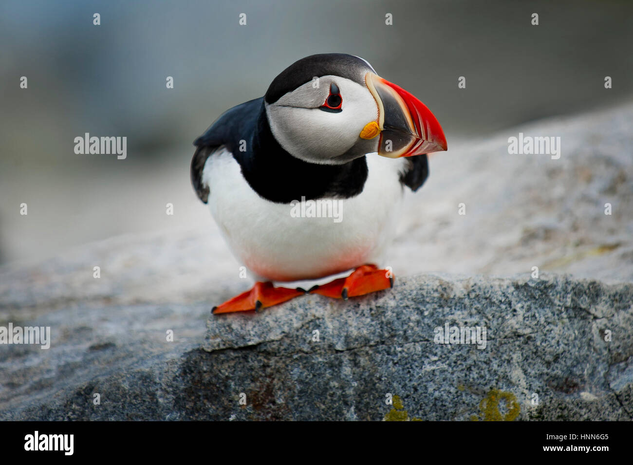 Goofy looking birds hi-res stock photography and images - Alamy