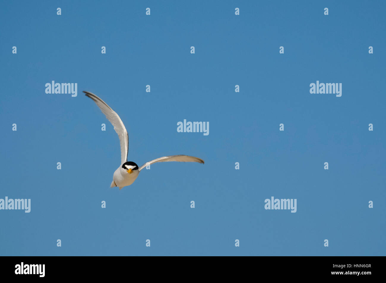 A Least Tern flies head on at the camera looking angry with a bright ...