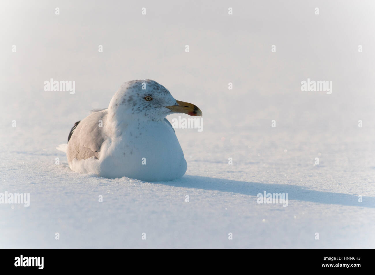 A Herring Gull sits in shallow snow as the sun shines from behind it on ...