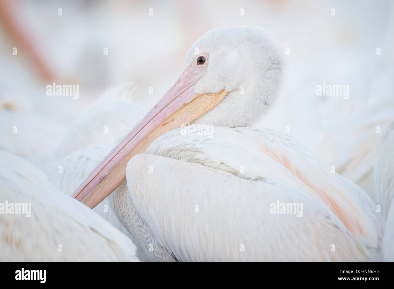 An American White Pelican close up view of its head and beak in soft ...
