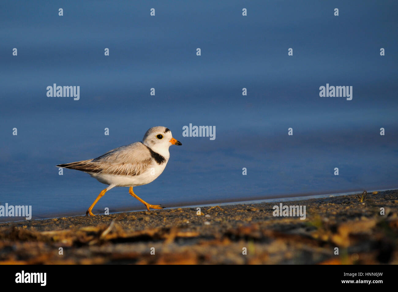 A cute Piping Plover walks along a shoreline on a sunny morning with a ...