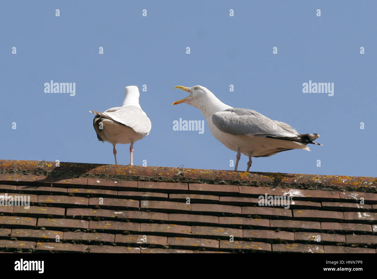 Laughing animals hi-res stock photography and images - Alamy