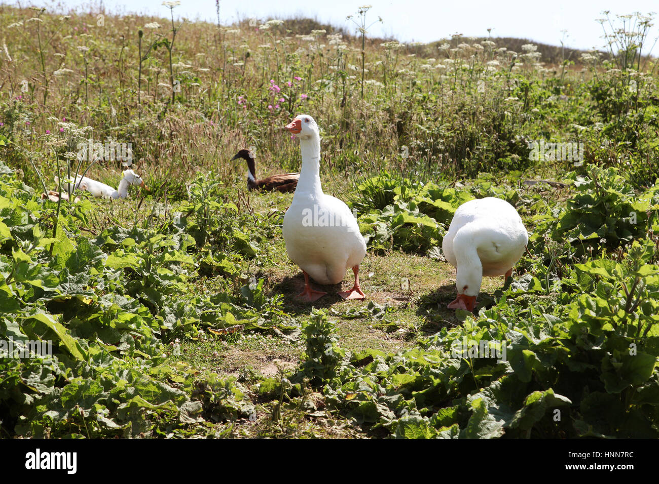 TAME GOOSE free in a garden Stock Photo - Alamy