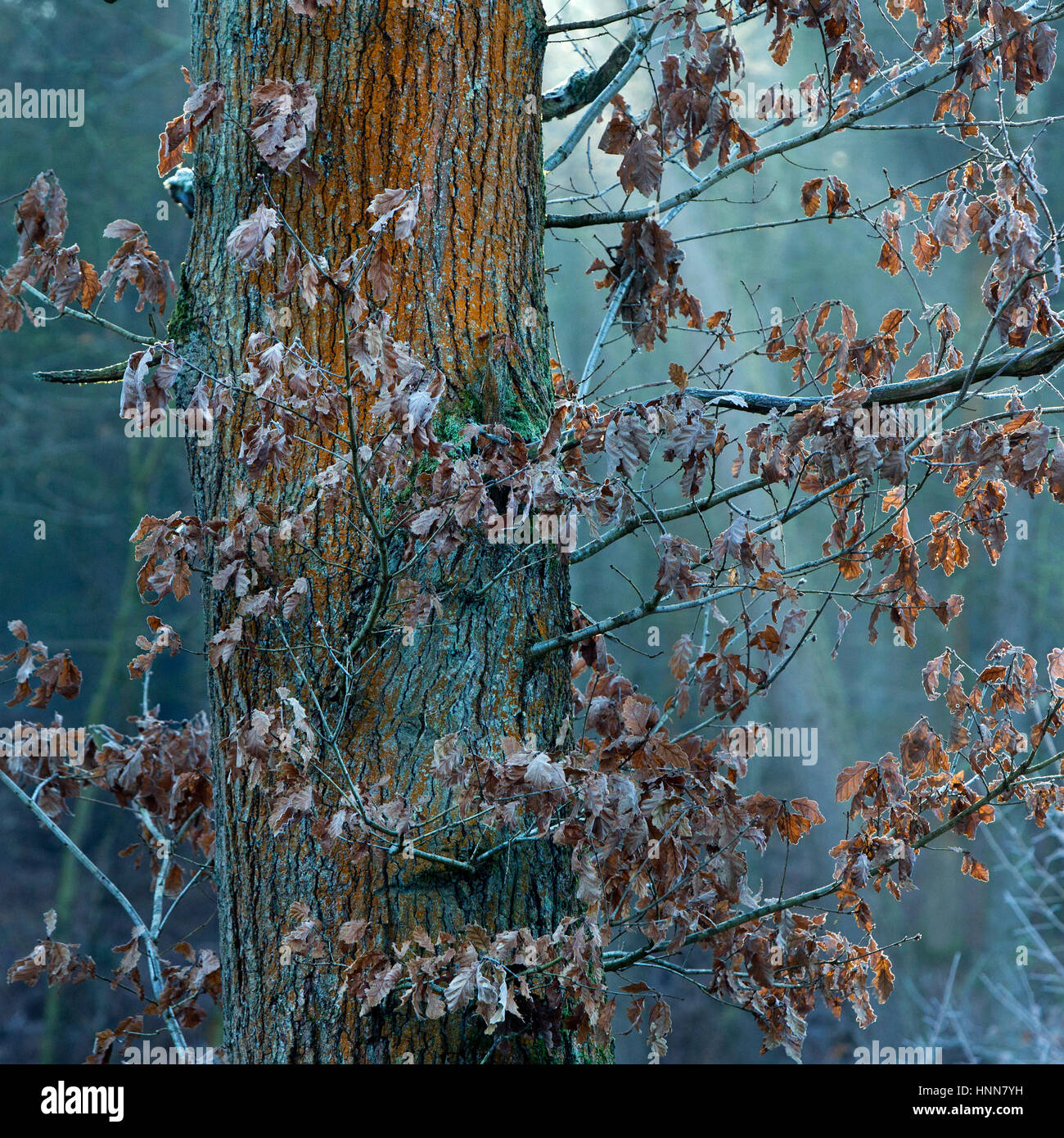 winter colour of oak tree on Cannock Chase Area of Outstanding Natural ...