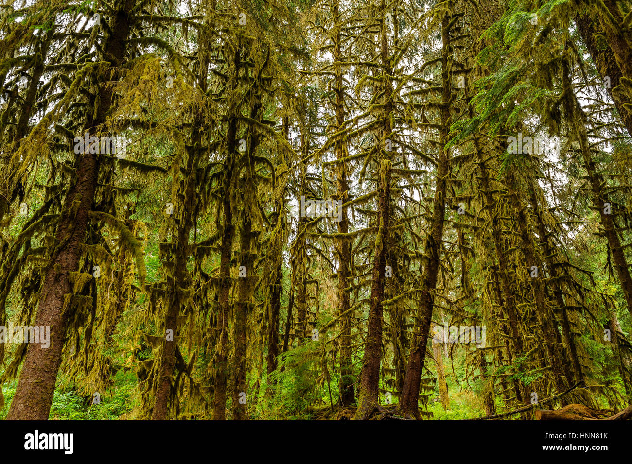 woodlands of the temperate Hoh Rain Forest.,Olympic National Park ...