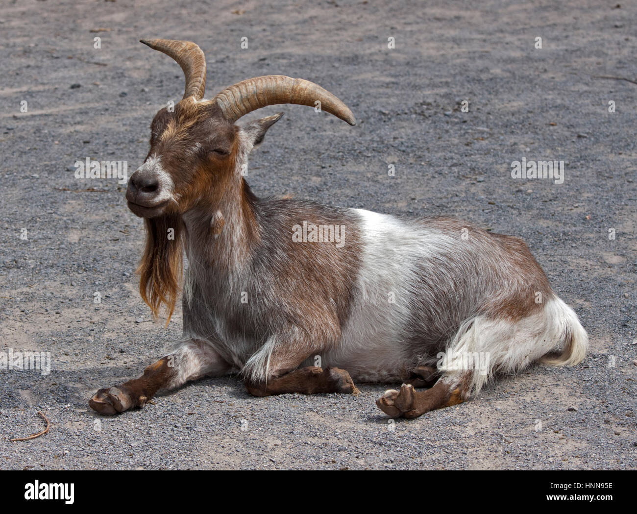 Dozing goats hi-res stock photography and images - Alamy