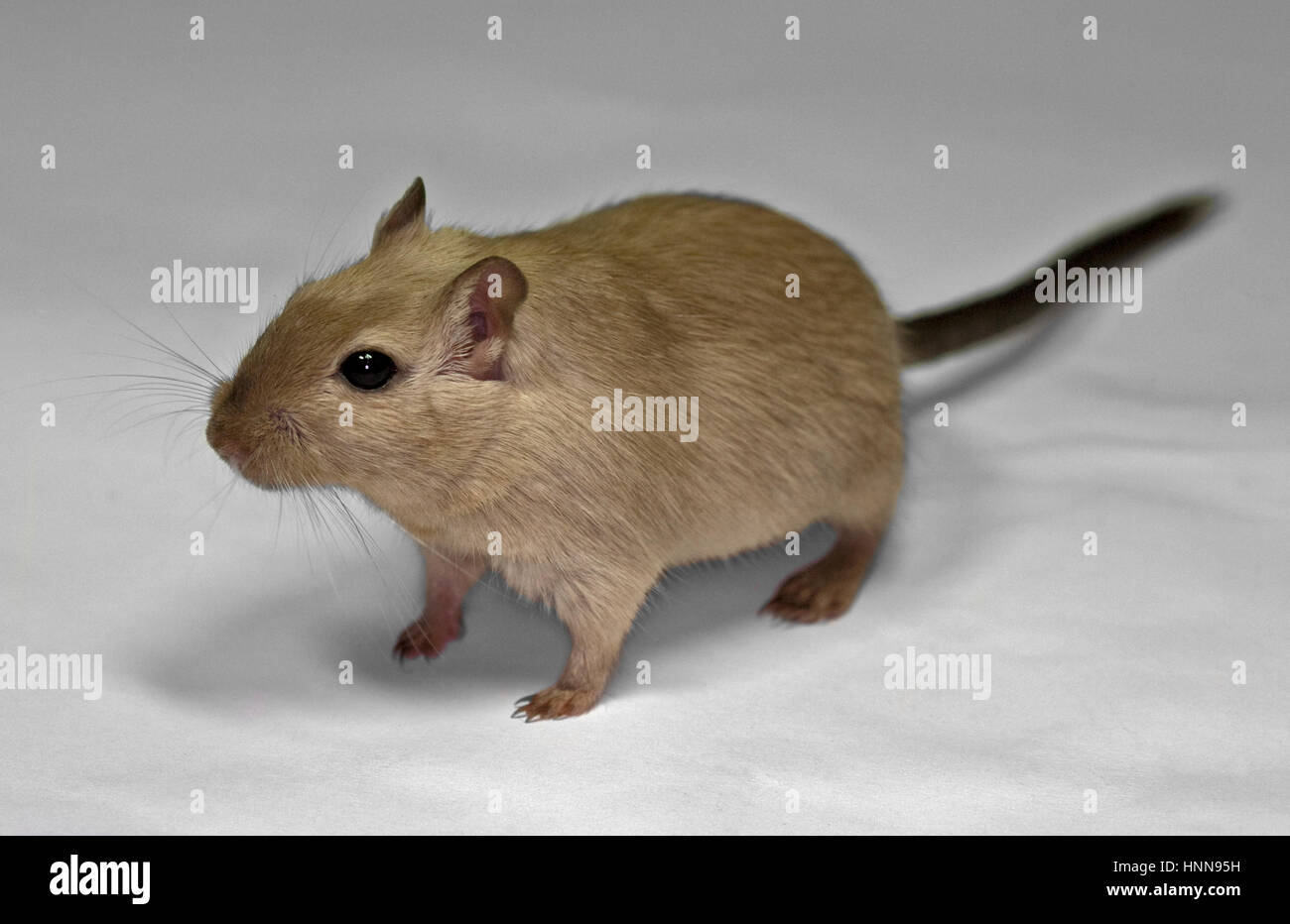Gerbil hi-res stock photography and images - Alamy