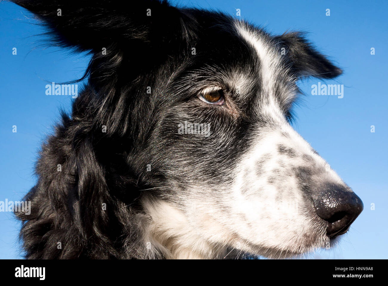 A close up at a dogs face Stock Photo - Alamy
