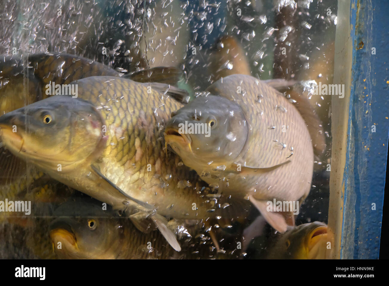 Live fish for sale hi-res stock photography and images - Alamy