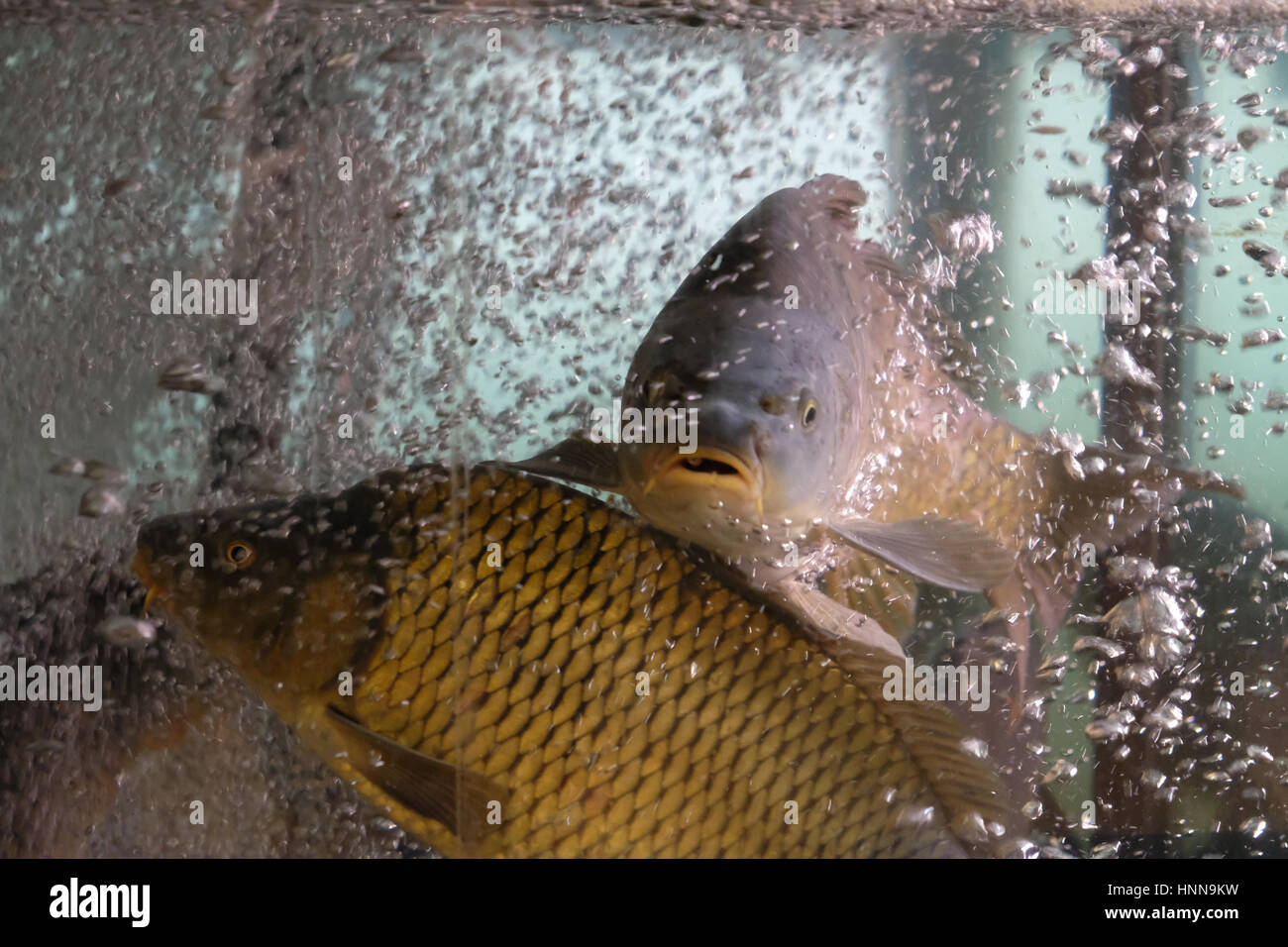 Live fish for sale hi-res stock photography and images - Alamy