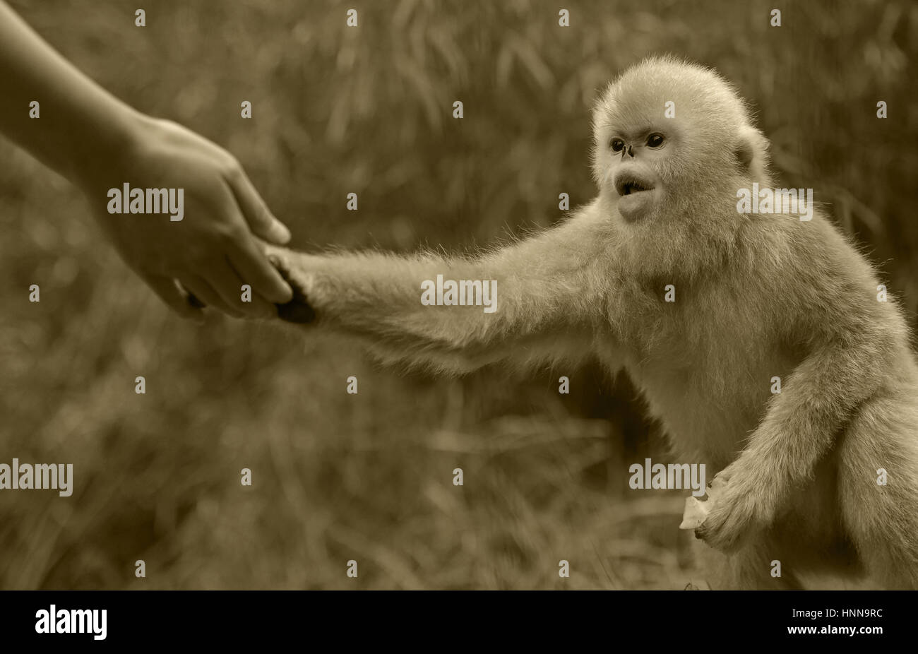 Monkey And Human Hand Stock Photos & Monkey And Human Hand Stock Images ...