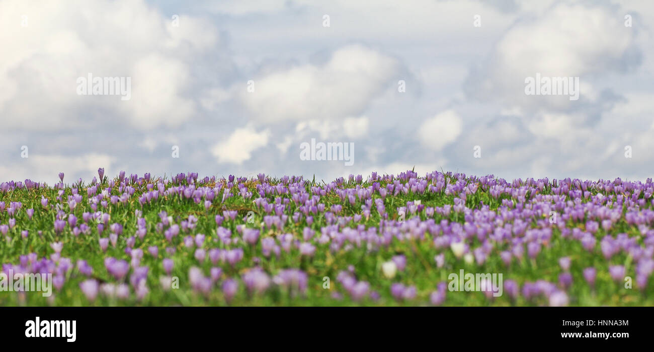 Field of wild purple crocuses with sky and clouds in background Stock ...