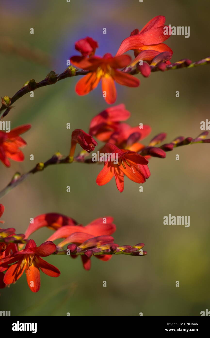Crocosmia lucifer red perennial plant. (Montbretia Stock Photo - Alamy