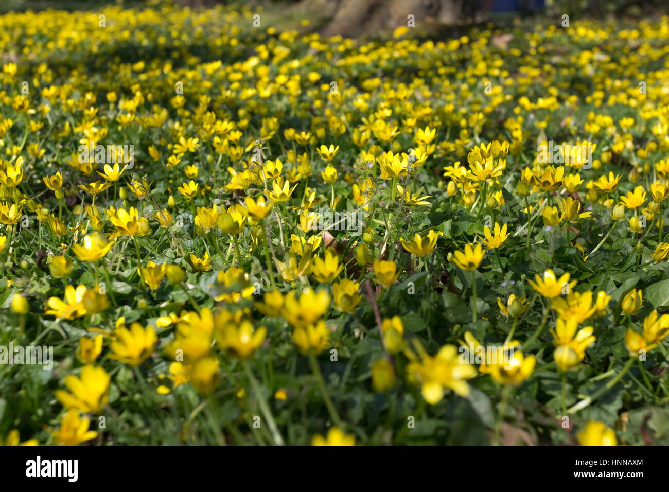 Yellow flowered ground cover hi-res stock photography and images - Alamy