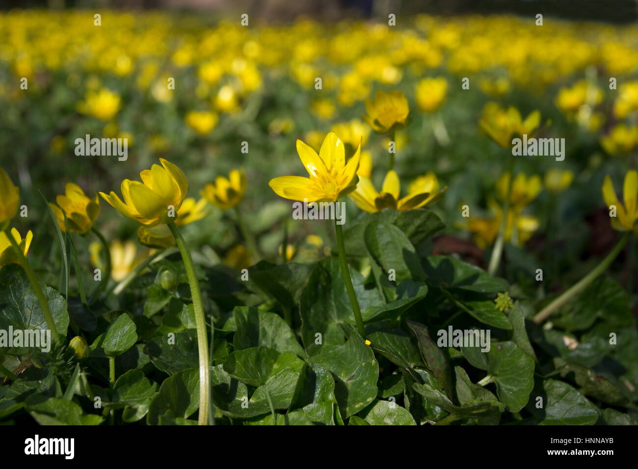 Ranunculus ficaria Lesser celandine Stock Photo - Alamy