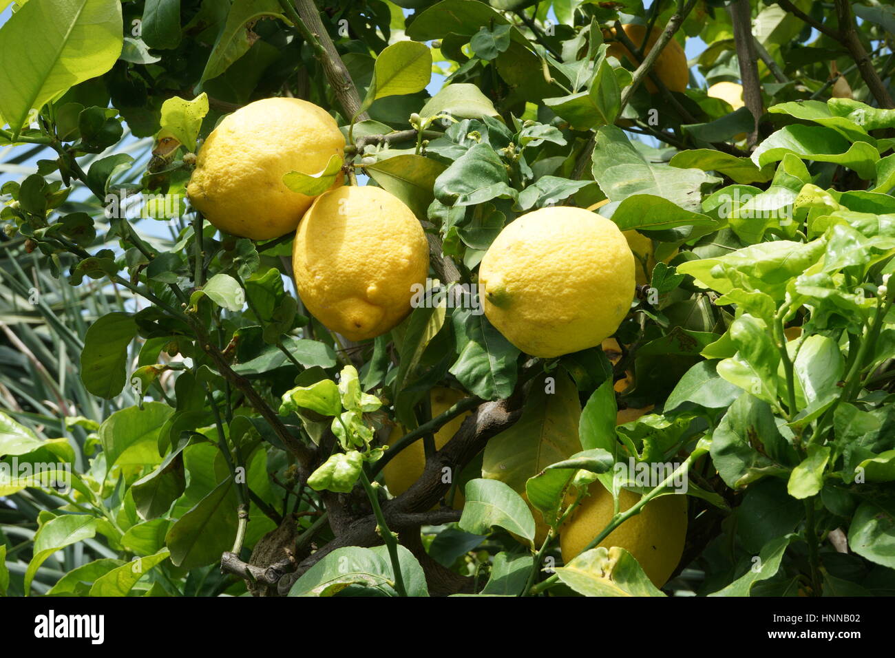 Lemons in May on Ischia Stock Photo - Alamy