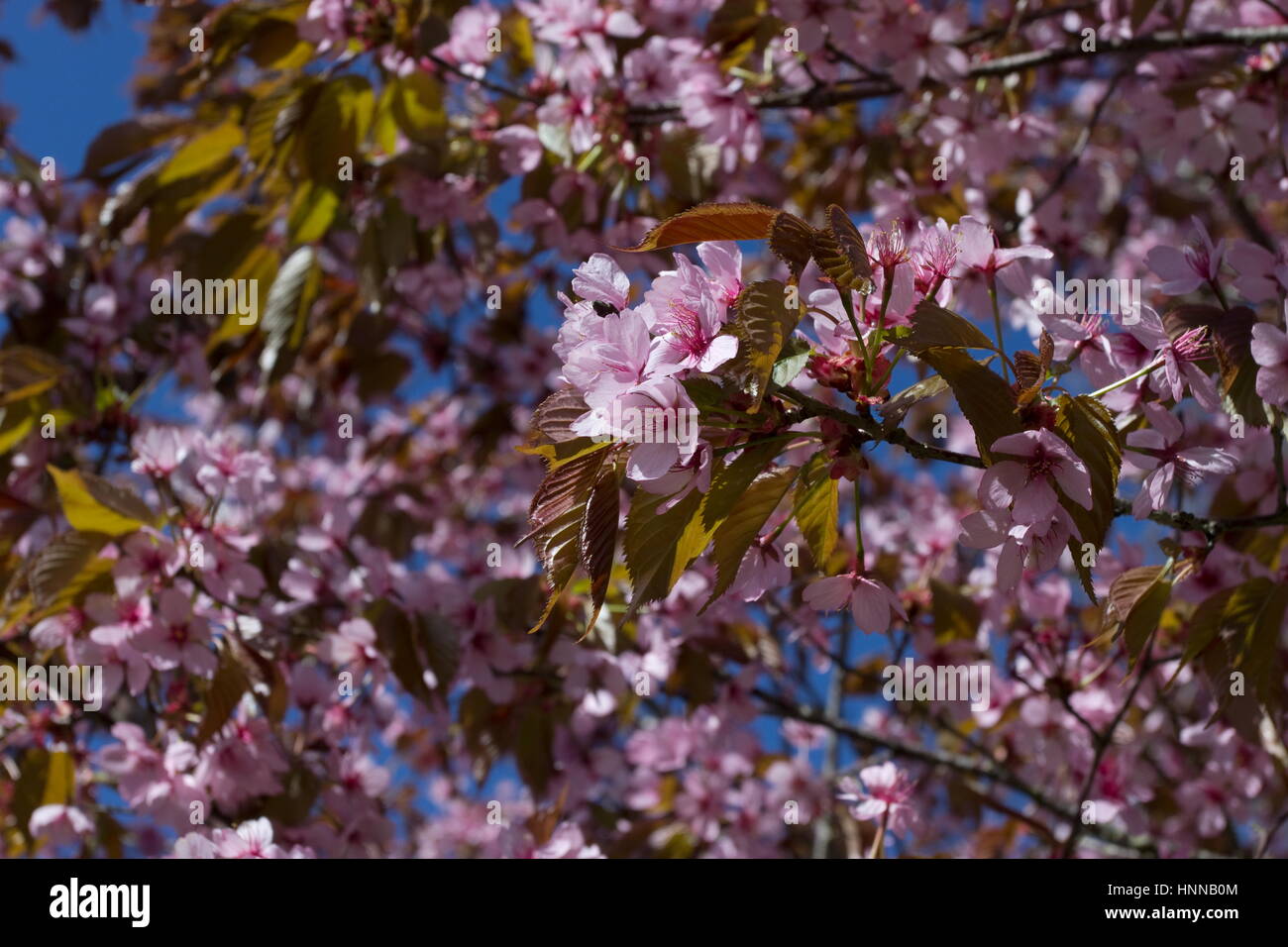 Prunus spire hi-res stock photography and images - Alamy