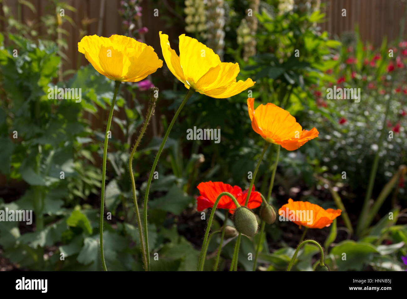 Papaver iceland Iceland poppy Stock Photo - Alamy