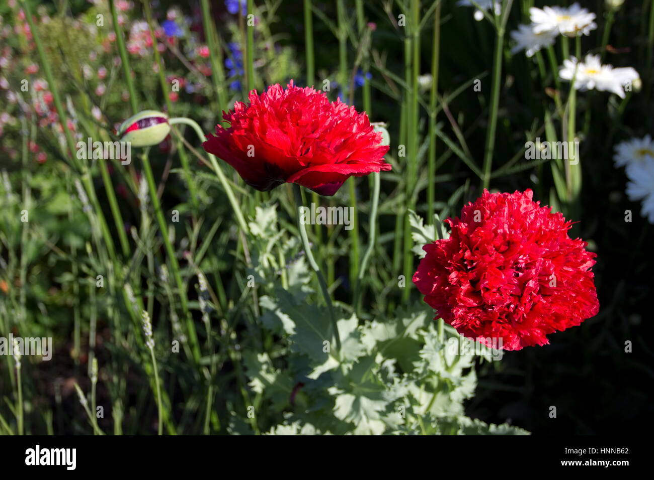 Big red peony flowered Poppy Papaver somniferum Stock Photo - Alamy