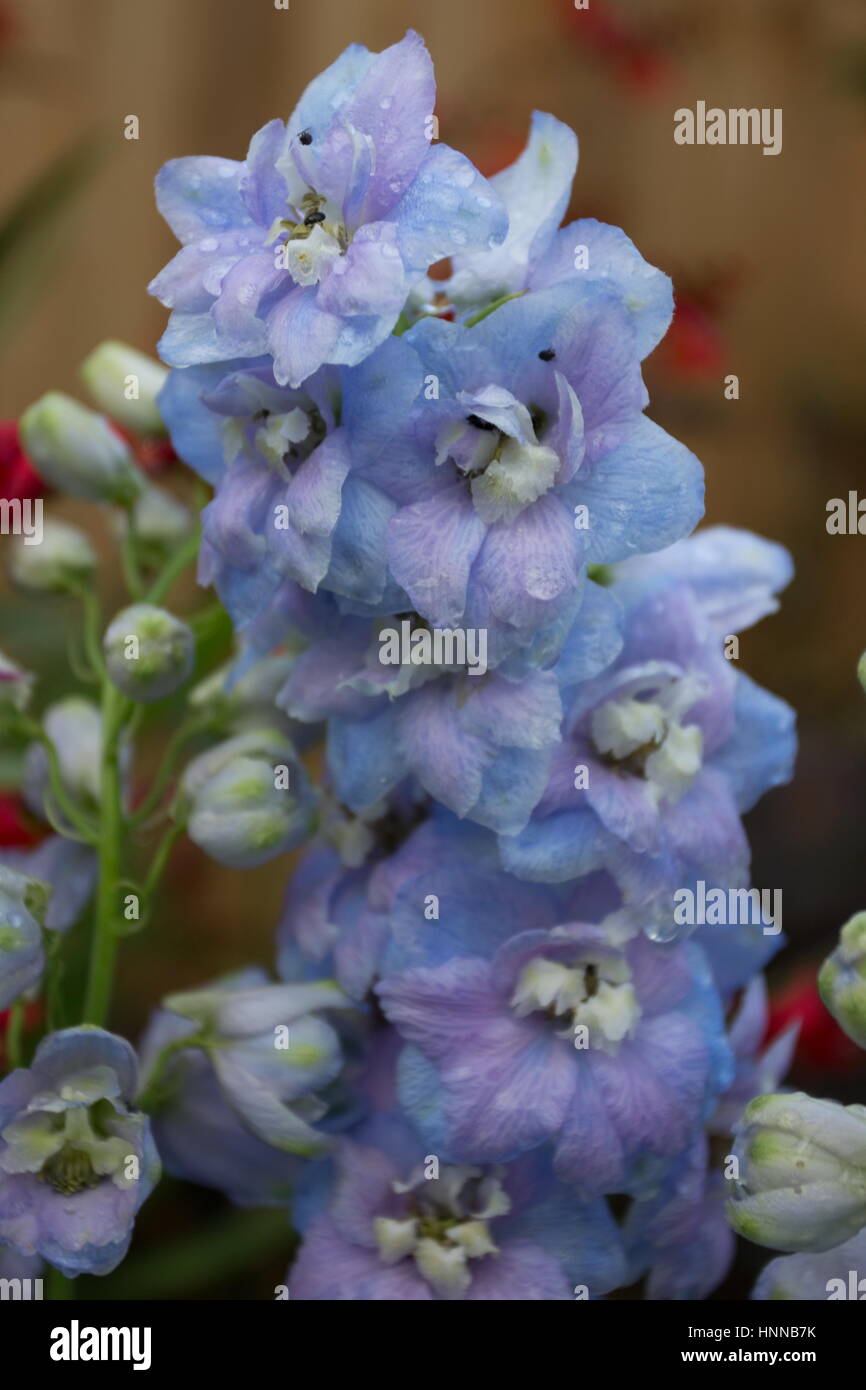 Delphinium elatum guardian Light blue flower Stock Photo - Alamy