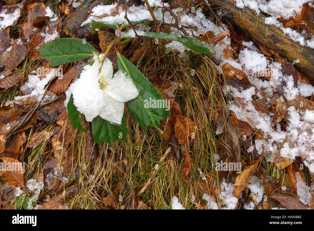 Snowdrop flower covered with snow Stock Photo - Alamy