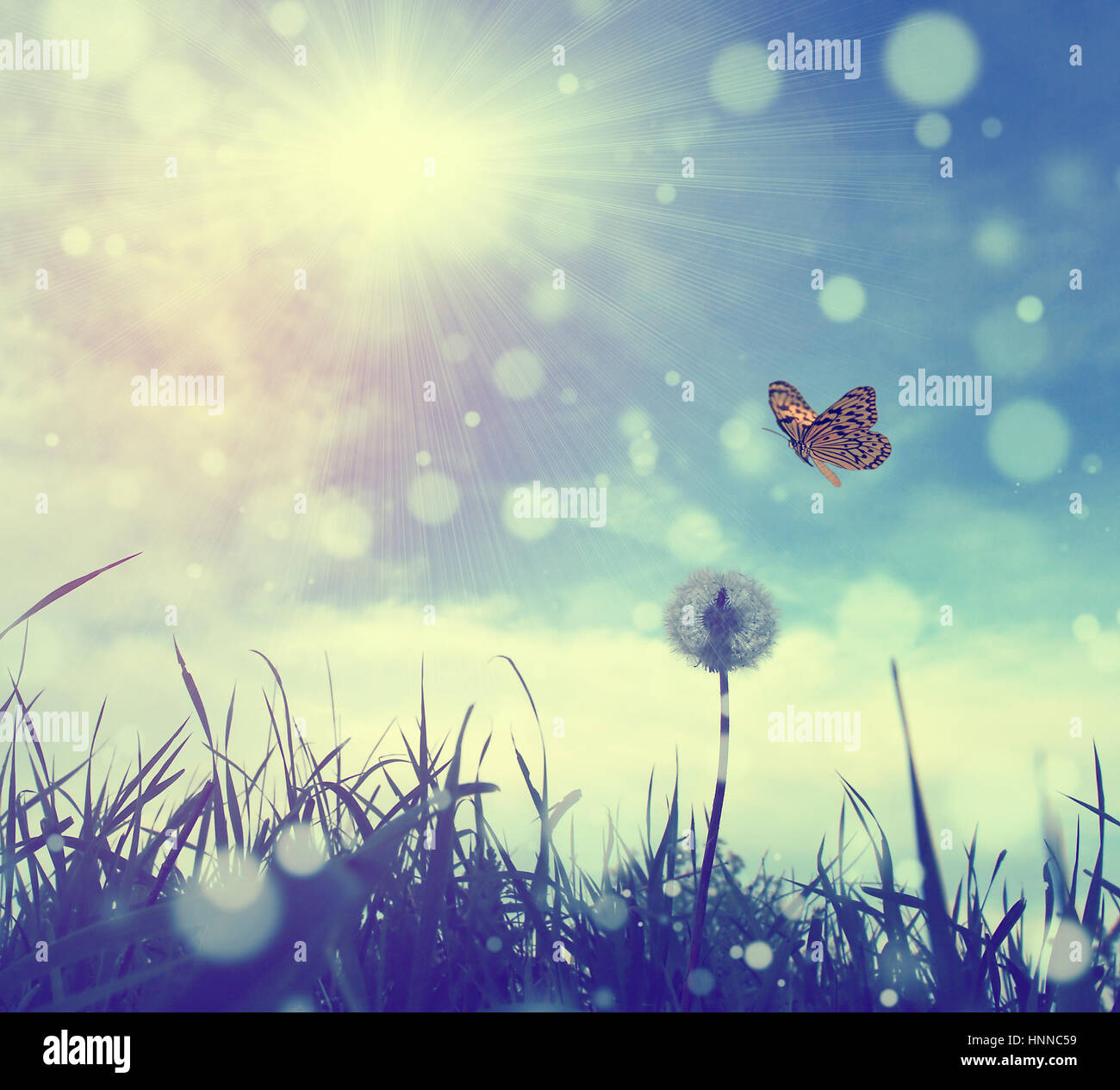 Butterfly and dandelion Stock Photo - Alamy