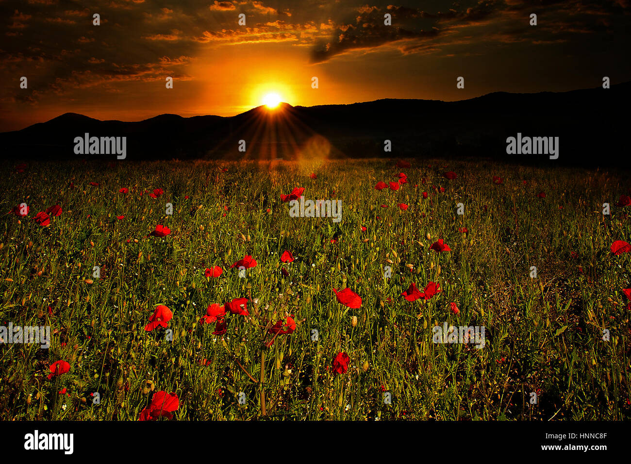 Poppy flower field in sunset Stock Photo - Alamy
