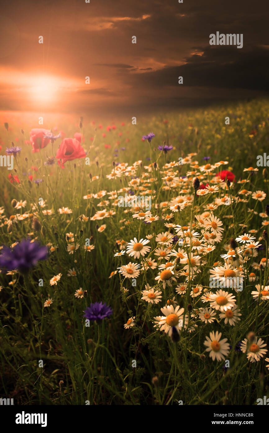 Landscape sunset wild flowers hi-res stock photography and images - Alamy