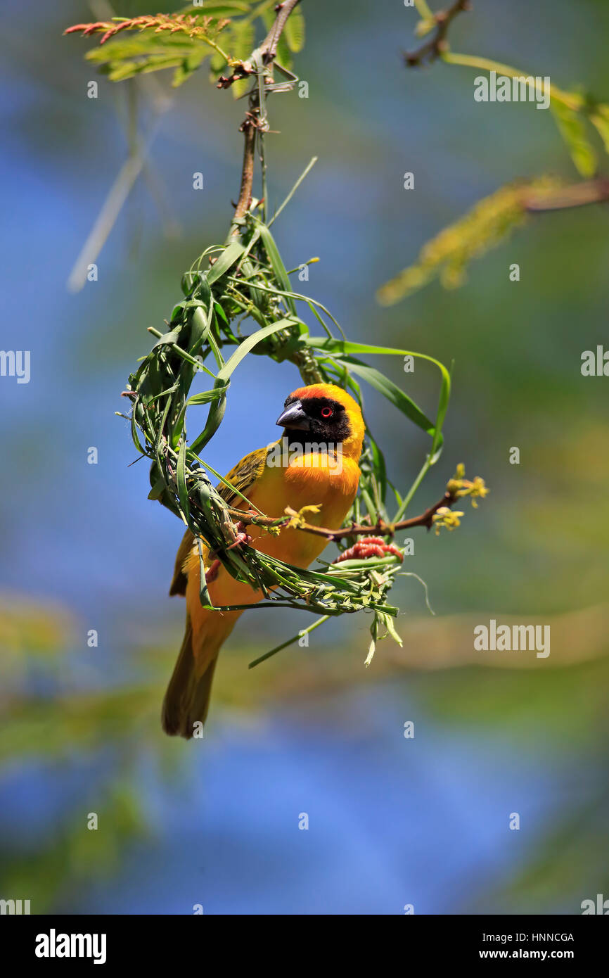 Nest weaver birds northern cape hi-res stock photography and images - Alamy