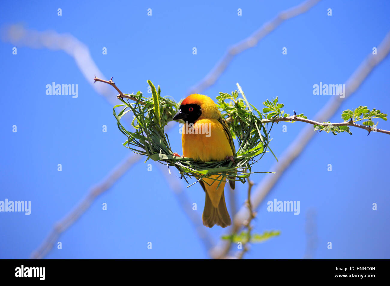 Nest weaver birds northern cape hi-res stock photography and images - Alamy