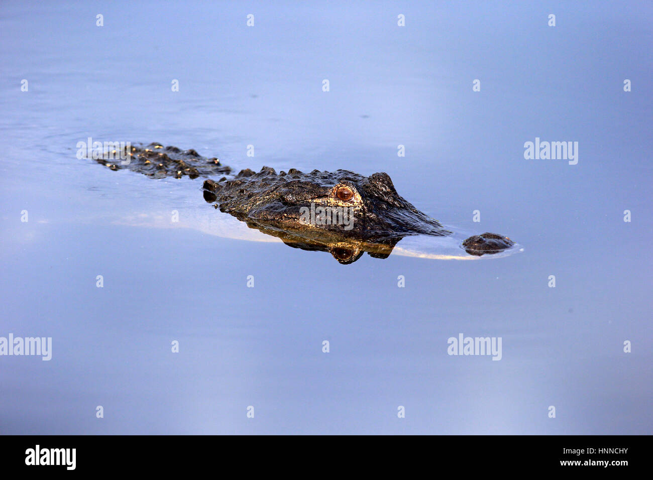 Alligators beach hi-res stock photography and images - Alamy