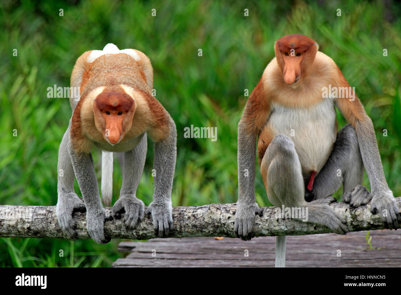 Proboscis monkey adult male hi-res stock photography and images - Alamy