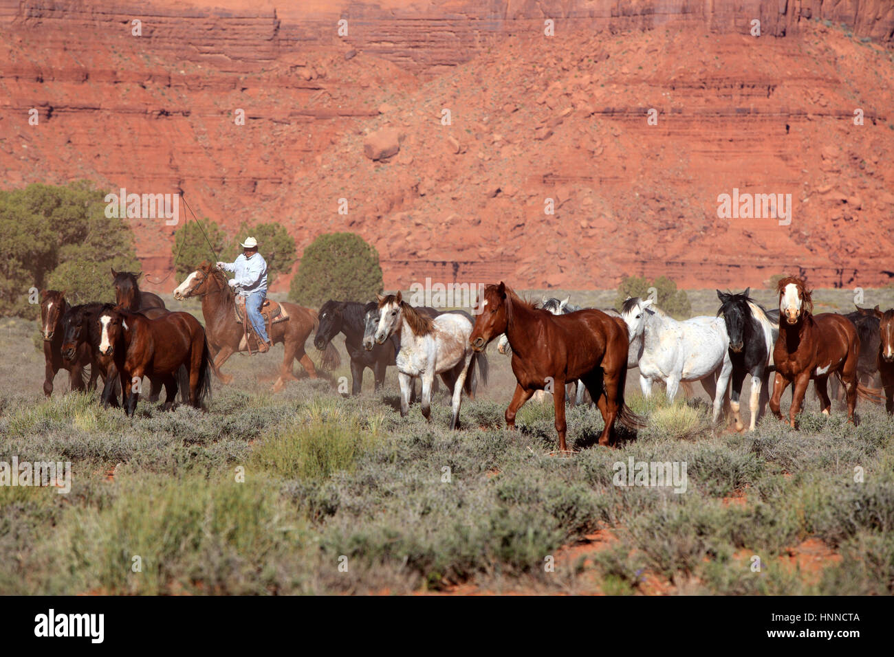 Navajo Cowboy, Mustang, (Equus caballus), Monument Valley, Utah, USA ...